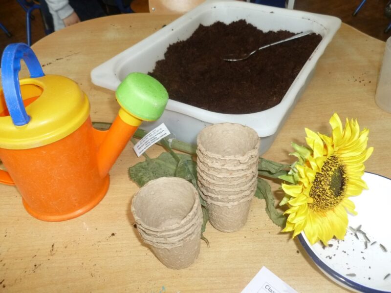 Growing Sunflowers - Pakeman Primary School