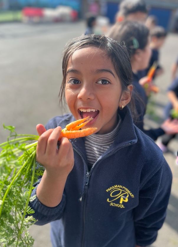 Carrot Harvest - Pakeman Primary School