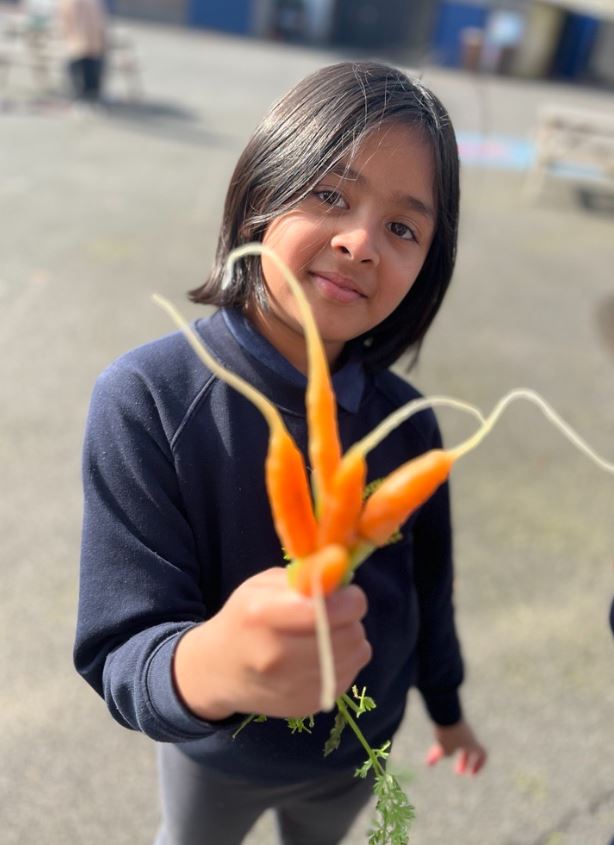 Carrot Harvest - Pakeman Primary School