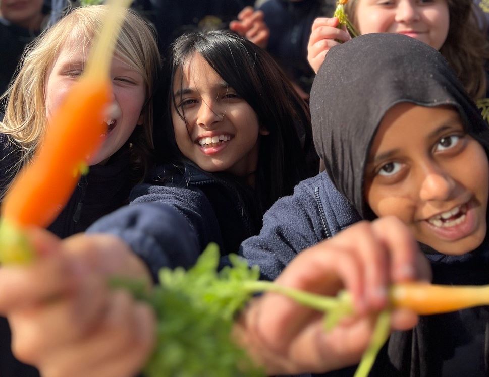 Carrot Harvest - Pakeman Primary School