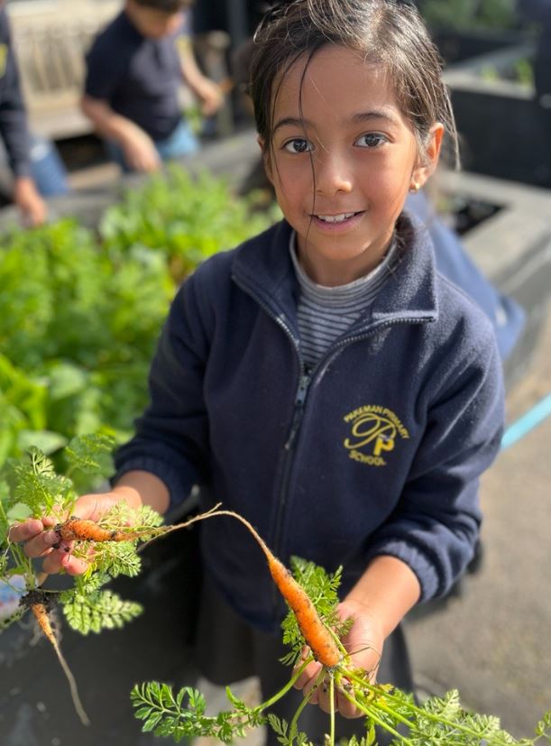 Carrot Harvest - Pakeman Primary School